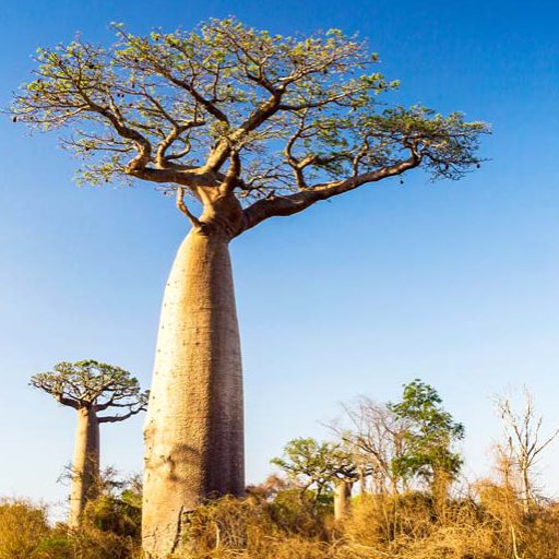 Schritt für Schritt | Mein Baobab-Log: Mein halbes Jahr im Senegal